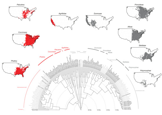 An Updated Infrageneric Classification of the North American Oaks ...