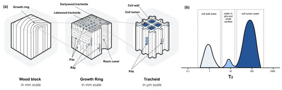 Characterization of Water in Wood by Time-Domain Nuclear Magnetic ...