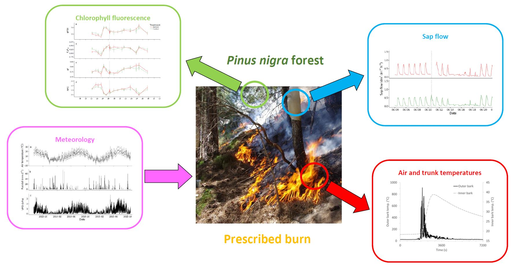Forests | Free Full-Text | Influence of Prescribed Burning on a Pinus ...