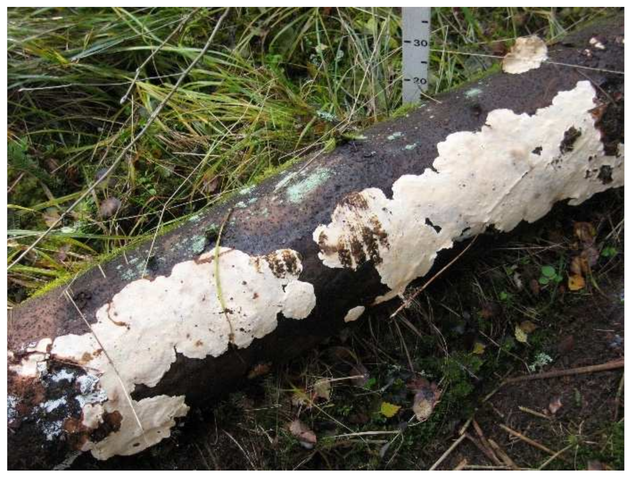 Forests | Free Full-Text | Invertebrates in Fruitbodies of ...