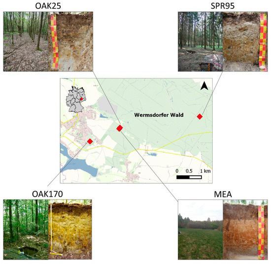 Hydraulic Properties of Forest Soils with Stagnic Conditions