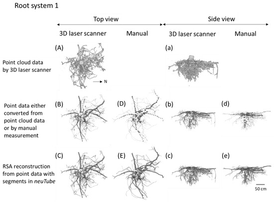Reconstruction of Conifer Root Systems Mapped with Point Cloud Data ...