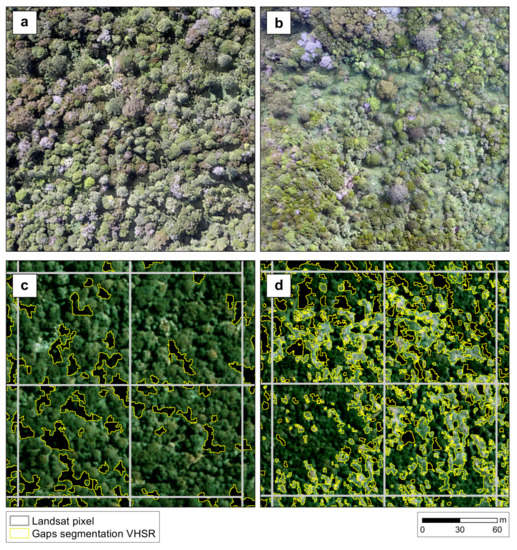 Canopy Gap Structure as an Indicator of Intact, Old-Growth Temperate ...