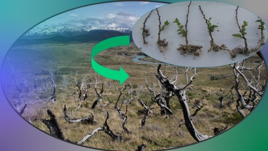 Forests | Special Issue : Application of Biotechnology Techniques on ...