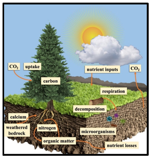 Forests | Special Issue : Forest Soil and Water Biogeochemistry