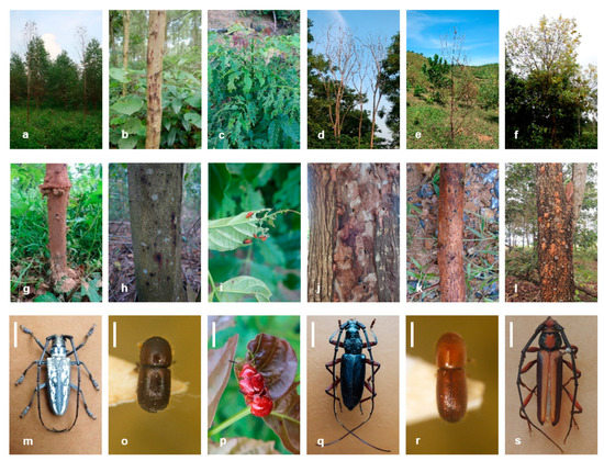 New and Emerging Insect Pest and Disease Threats to Forest Plantations ...