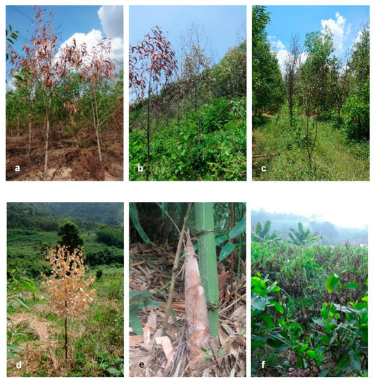 New and Emerging Insect Pest and Disease Threats to Forest Plantations ...