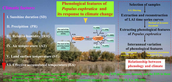 Forests | Free Full-Text | Populus euphratica Phenology and Its Response to Climate Change in ...