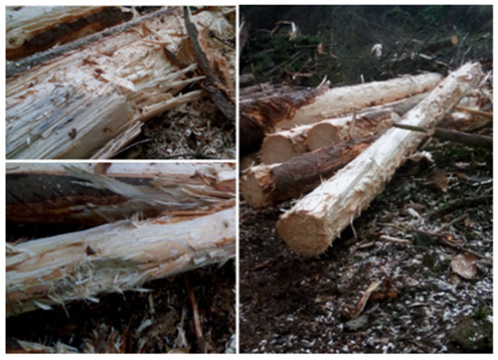 Efficiency of Harvester with the Debarking Head at Logging in Spruce ...