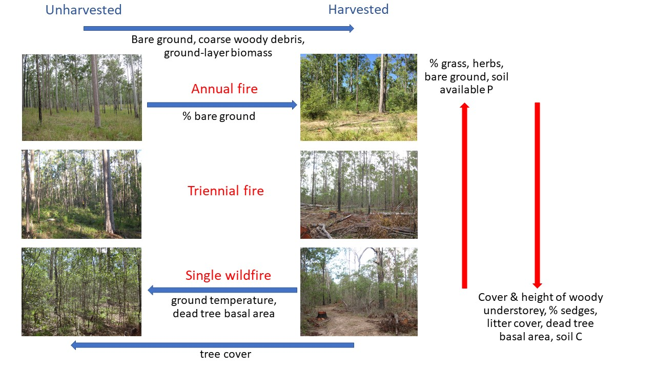 Forests | Free Full-Text | Fire Regime Has a Greater Impact Than ...