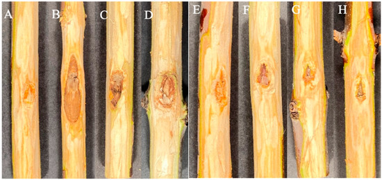 Fungi from Galleries of the Emerald Ash Borer Produce Cankers in Ash Trees