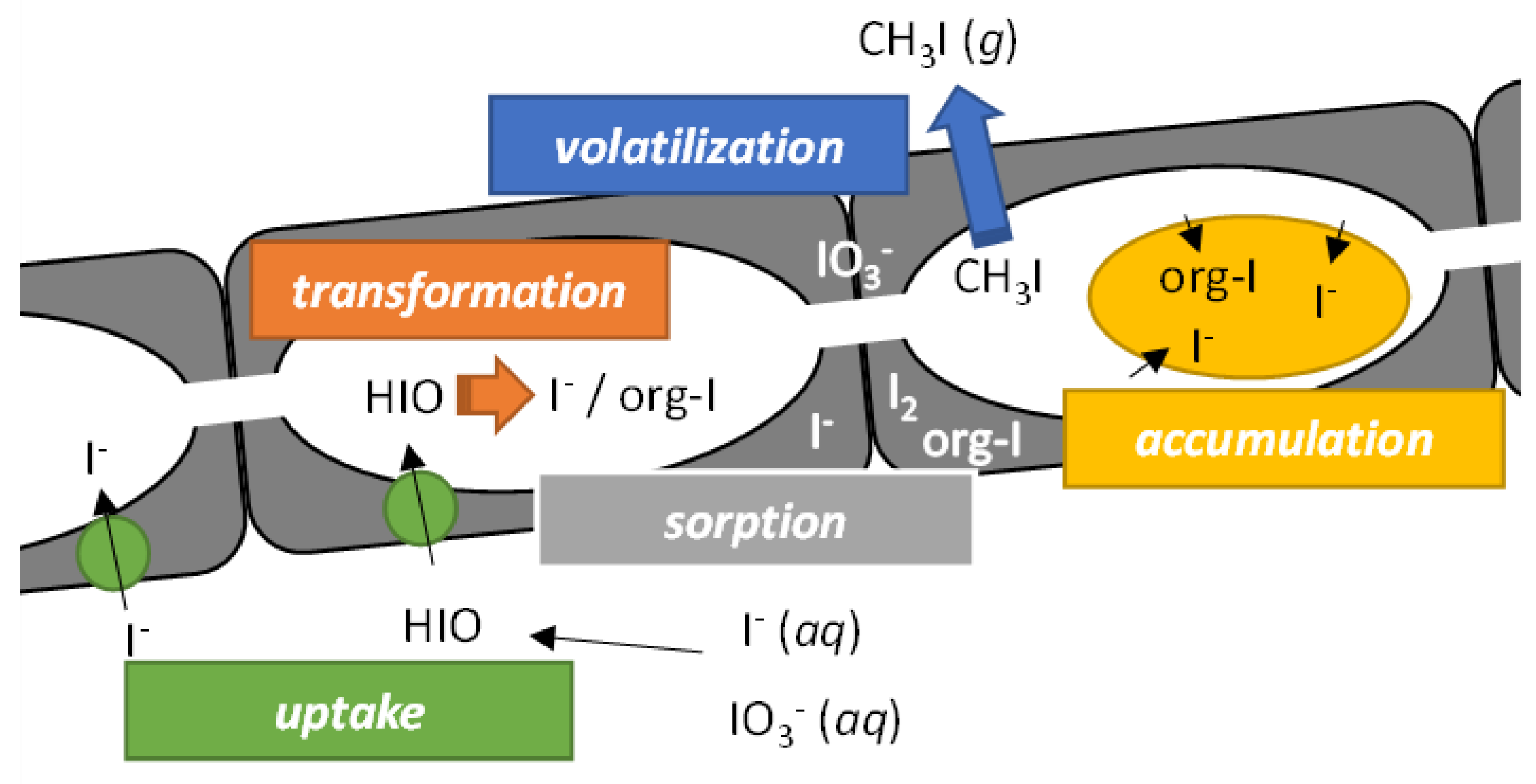 Iodine Fractions in Soil and Their Determination