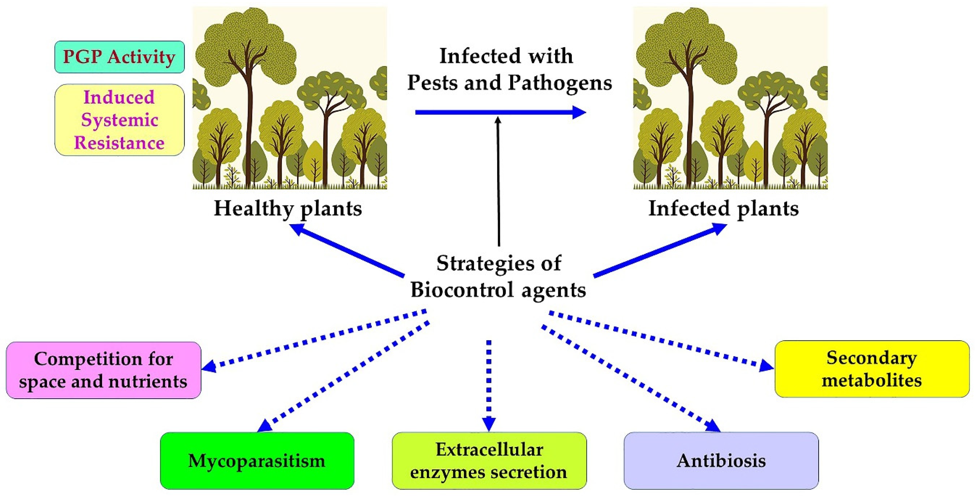 Forest Ecosystem Plants Forest Ecosystem Plants