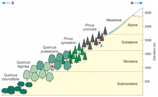 Conifer Forest Dynamics in the Iberian Pyrenees during the Middle Ages