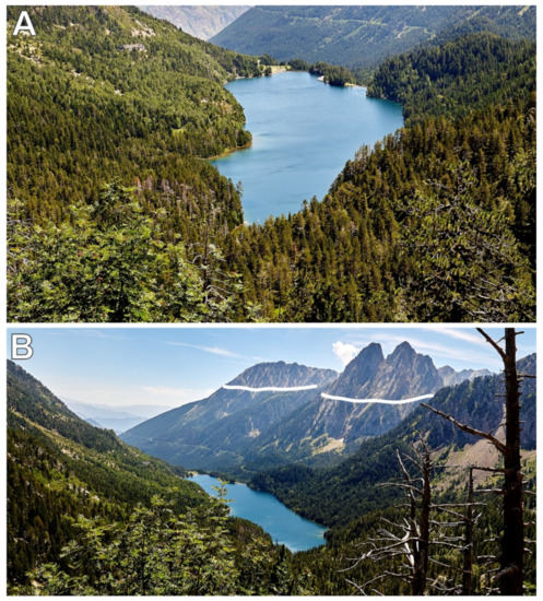 Conifer Forest Dynamics in the Iberian Pyrenees during the Middle Ages
