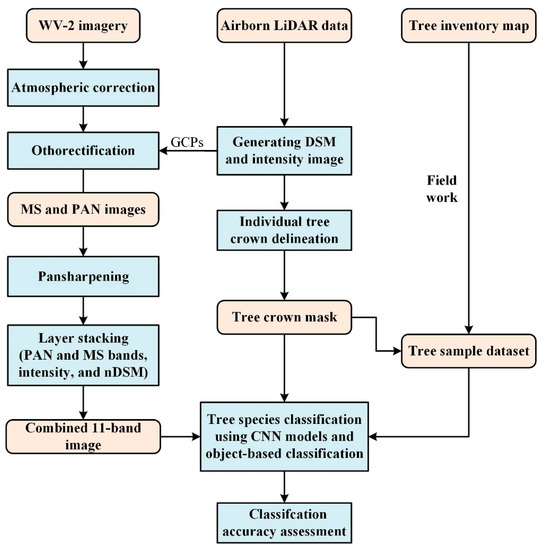 Forests | Free Full-Text | CNN-Based Individual Tree Species ...