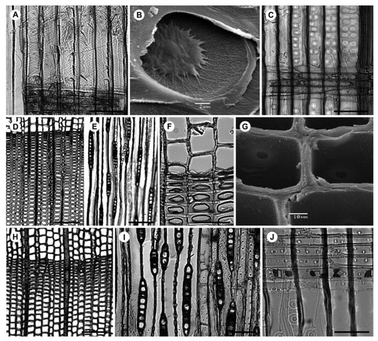 Comparative Wood Anatomy in Pinaceae with Reference to Its Systematic ...