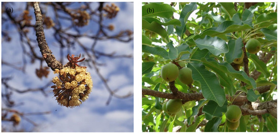 The Current State of Knowledge of Shea Butter Tree (Vitellaria paradoxa ...