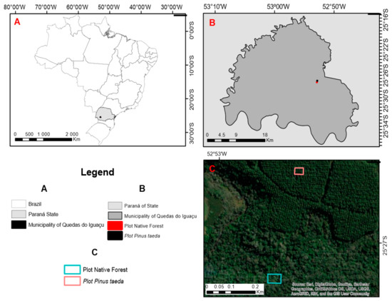Litterfall and Accumulated Nutrients in Pinus taeda Plantation and ...