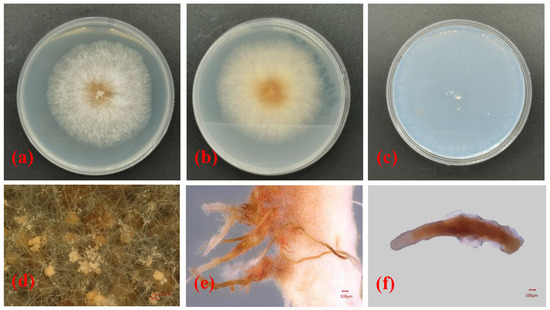 Identification and Characterization of Nectria pseudotrichia Associated ...