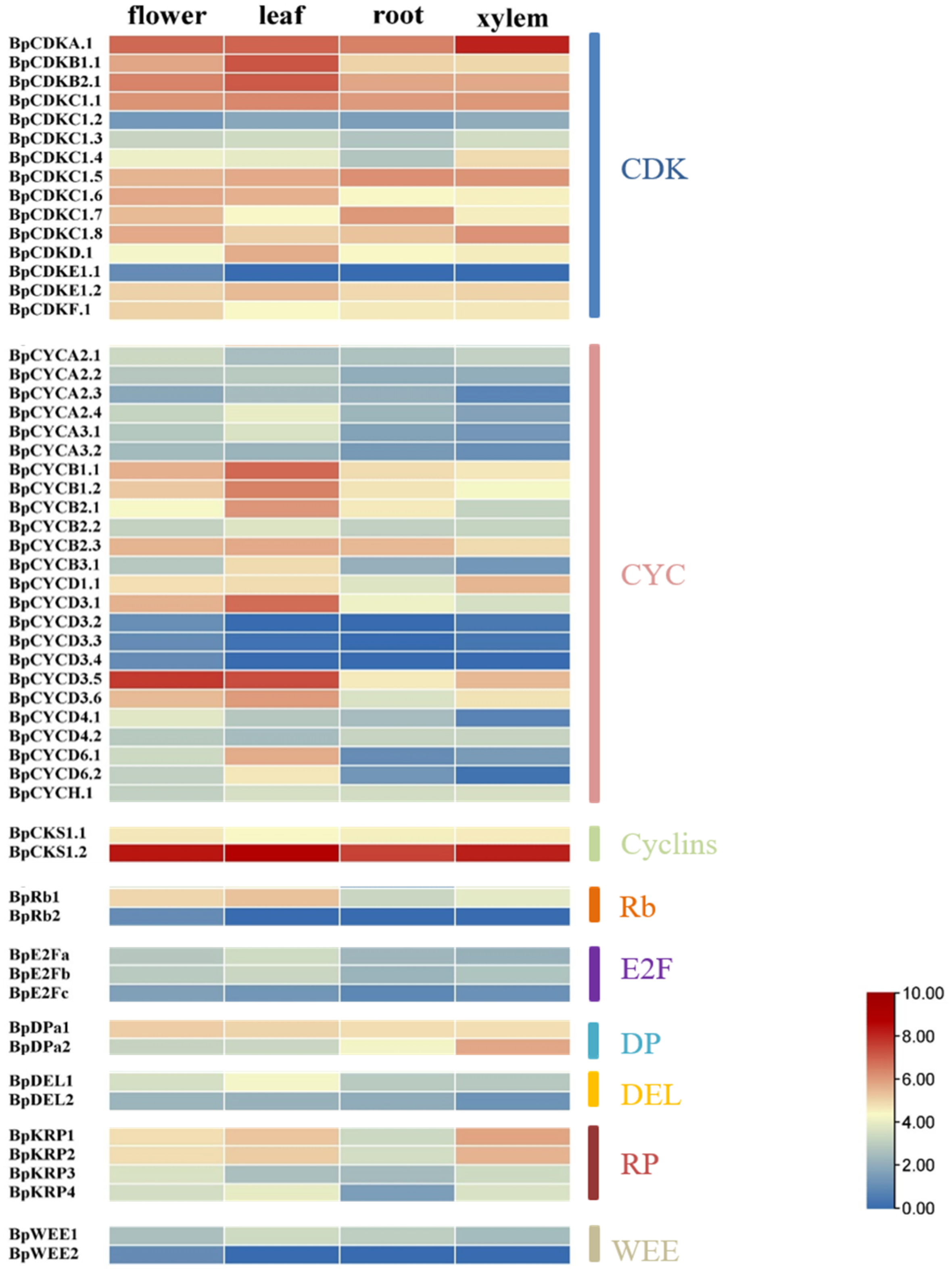 Genome-Wide Identification and Analysis of Cell Cycle Genes in Birch