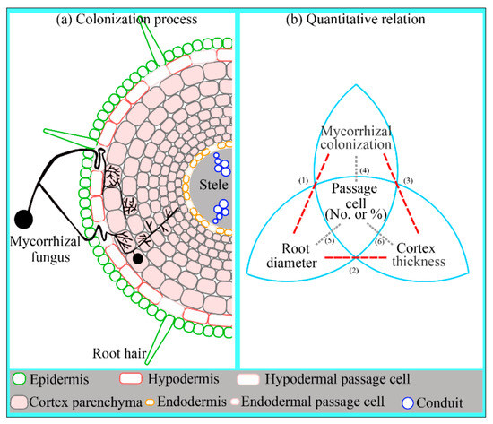 Mycorrhizae Cross Section