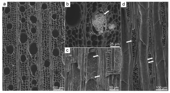 Scanning Electron Microscopy Protocol for Studying Anatomy of Highly ...