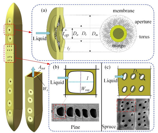 Hydraulic Function Analysis of Conifer Xylem Based on a Model ...