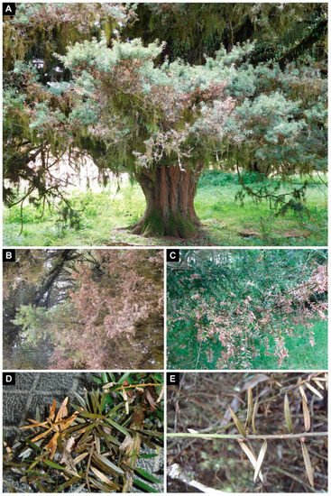 Phytophthora podocarpi sp. nov. from Diseased Needles and Shoots of ...