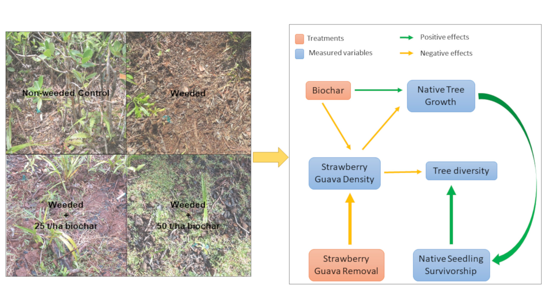 Forests | Free Full-Text | Biochar Rescues Native Trees in the ...