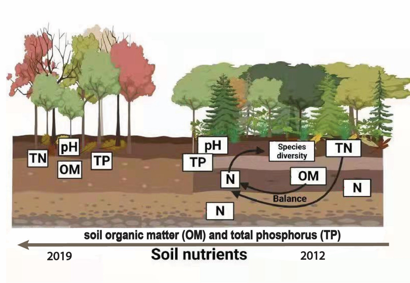 Forests | Free Full-Text | Plant Diversity and Soil Nutrients in a ...
