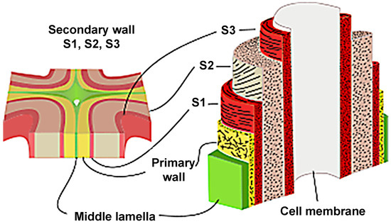 Chemical Characteristics of Wood Cell Wall with an Emphasis on ...
