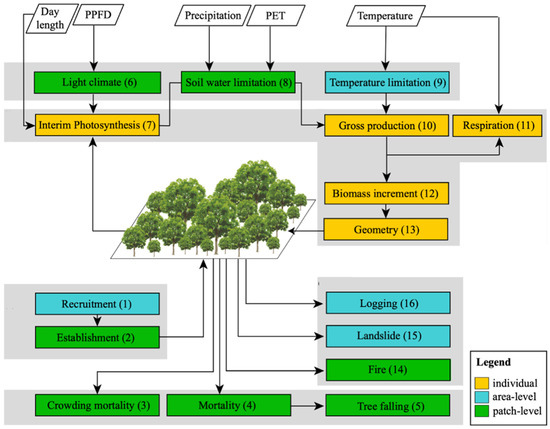 Forests | Free Full-Text | Forest Dynamics Models for Conservation ...