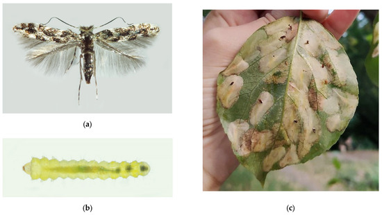 Invasive Insect Pests of Forests and Urban Trees in Russia: Origin ...