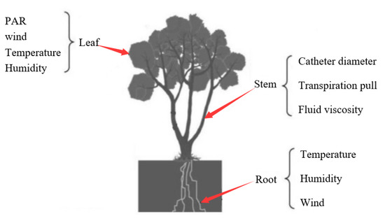 Analysis of Plant Water Transport Mechanism and Water Requirement for ...
