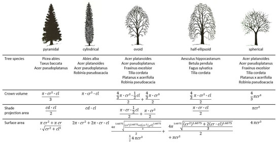 Crown Shapes of Urban Trees-Their Dependences on Tree Species, Tree Age ...