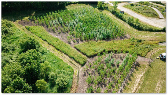 Growth and Development of Short-Rotation Woody Crops for Rural and ...