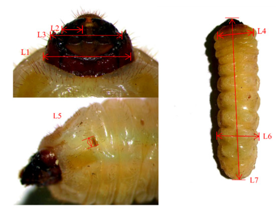 Larval Instars and Adult Flight Period of Monochamus saltuarius ...