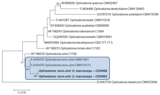 First Report of Dutch Elm Disease Caused by Ophiostoma novo-ulmi in ...