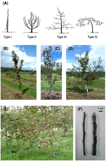 Molecular Mechanisms Regulating the Columnar Tree Architecture in Apple