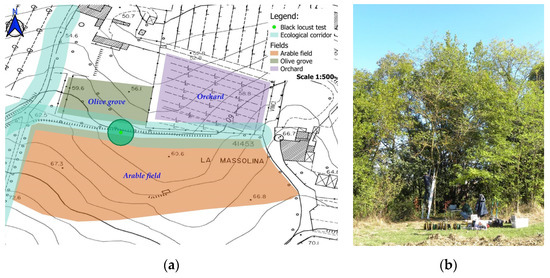 Forests | Special Issue : Tree Stability and Tree Risk Analysis