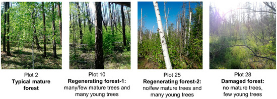Changes in Forest Conditions in a Siberian Larch Forest Induced by an ...