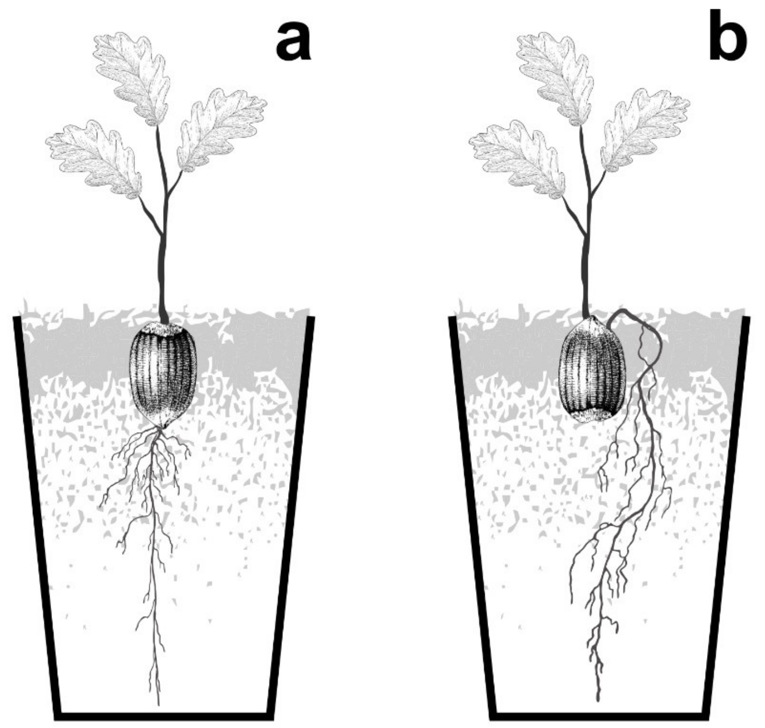 Growing of the Containerized Seedlings of English Oak (Quercus robur L ...