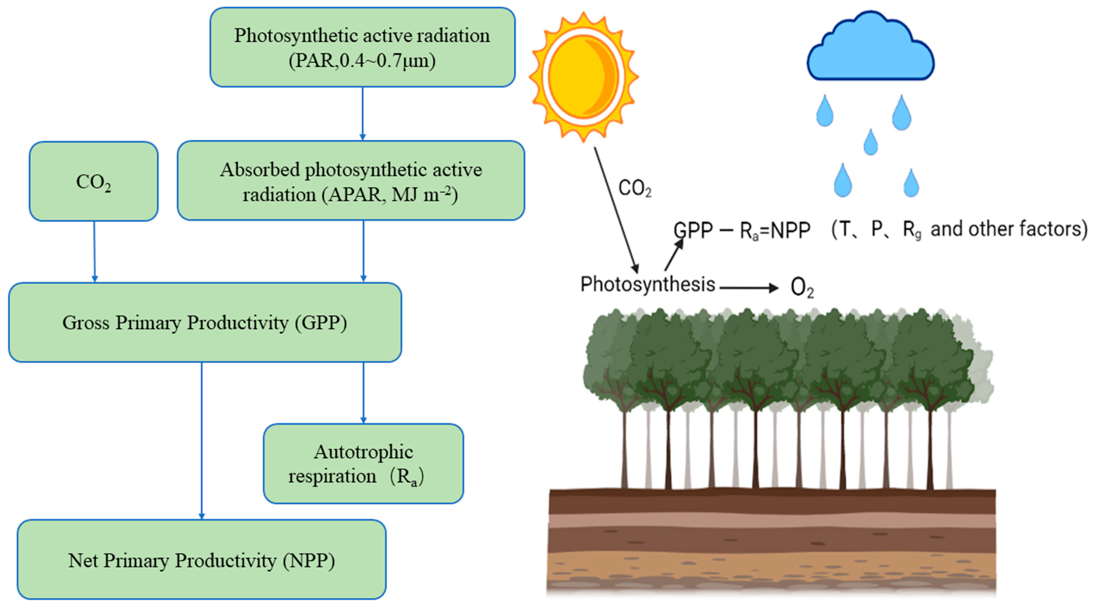 Forests | Free Full-Text | Net Primary Productivity of Forest Ecosystems in the Southwest Karst ...