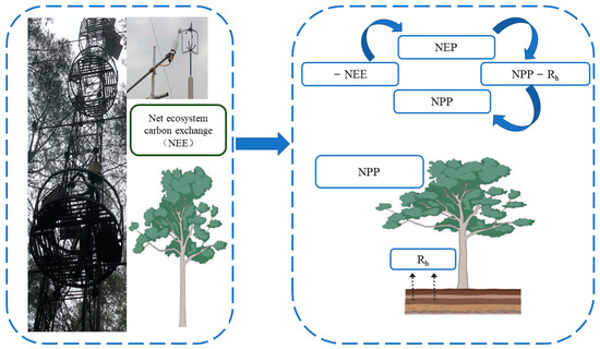 Forests | Free Full-Text | Net Primary Productivity of Forest Ecosystems in the Southwest Karst ...