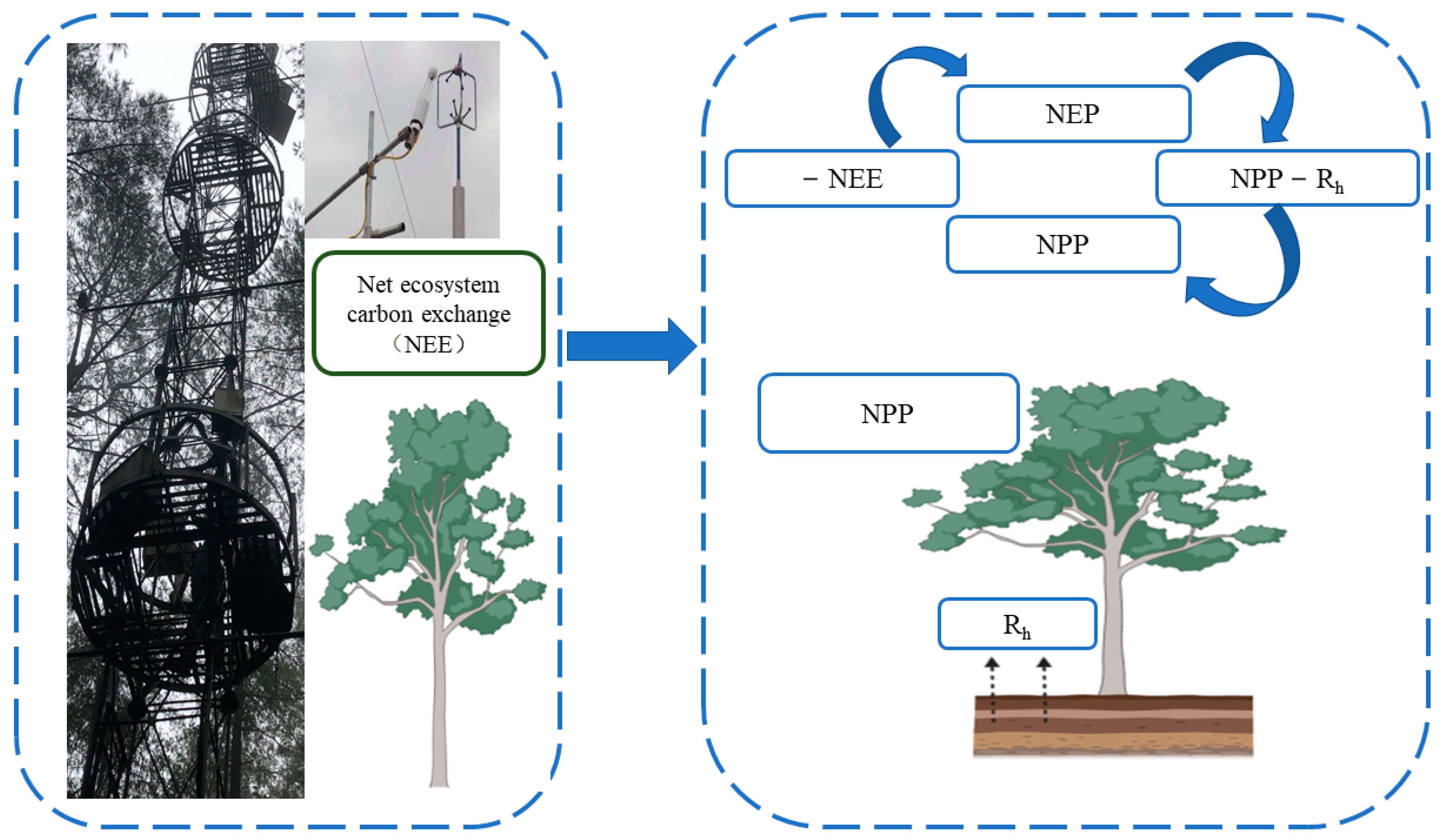 Forests | Free Full-Text | Net Primary Productivity of Forest ...