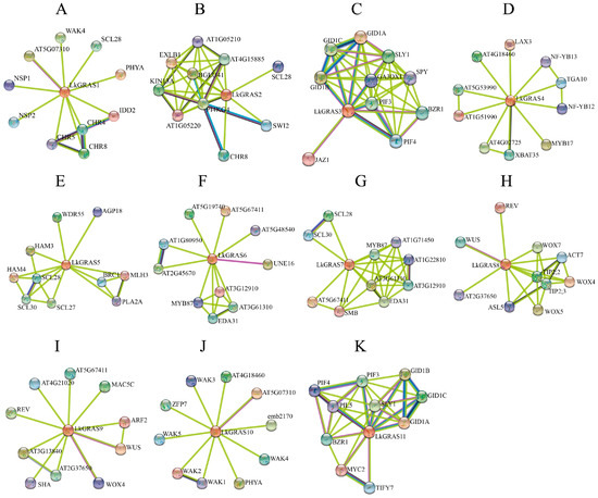 Comprehensive Analysis of GRAS Gene Family and Their Expression under GA3, Drought Stress and ...
