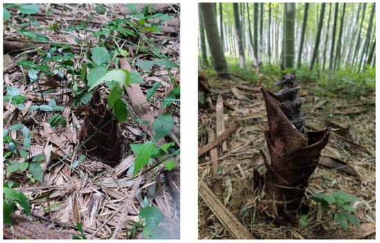Modeling Degraded Bamboo Shoots in Southeast China