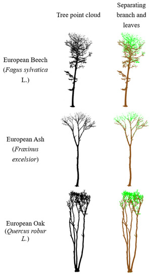 A Novel Algorithm Based on Geometric Characteristics for Tree Branch Skeleton Extraction from ...