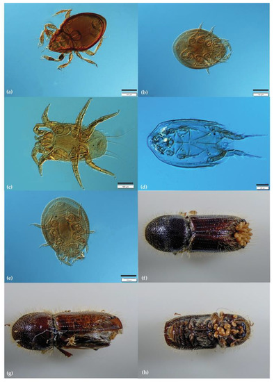 Mites Associated with the European Spruce Bark Beetle Ips typographus ...